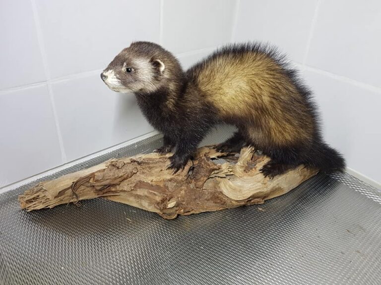 Verschil tussen een opgezette Wezel, Hermelijn, Boommarter, Steenmarter ...