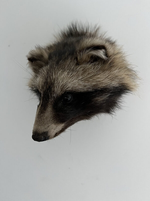 Prachtig opgezet Wasbeer kopje | Taxidermy - WILD trends