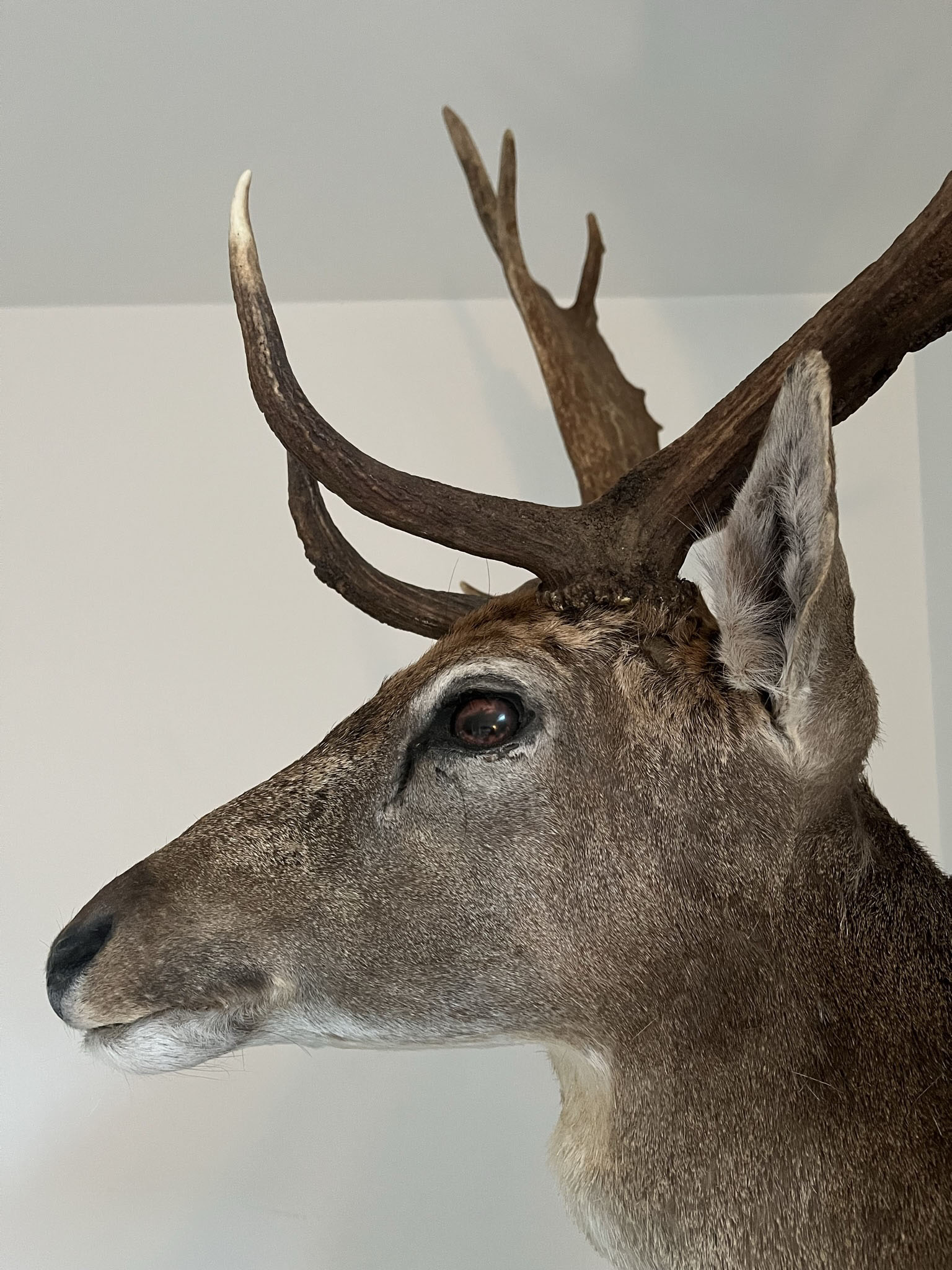 Opgezet Damhert met prachtig gewei