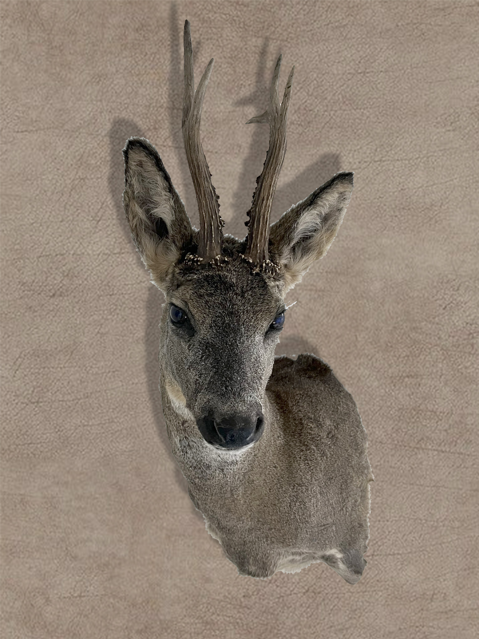 Mag je een ree opzetten? - WILD trends