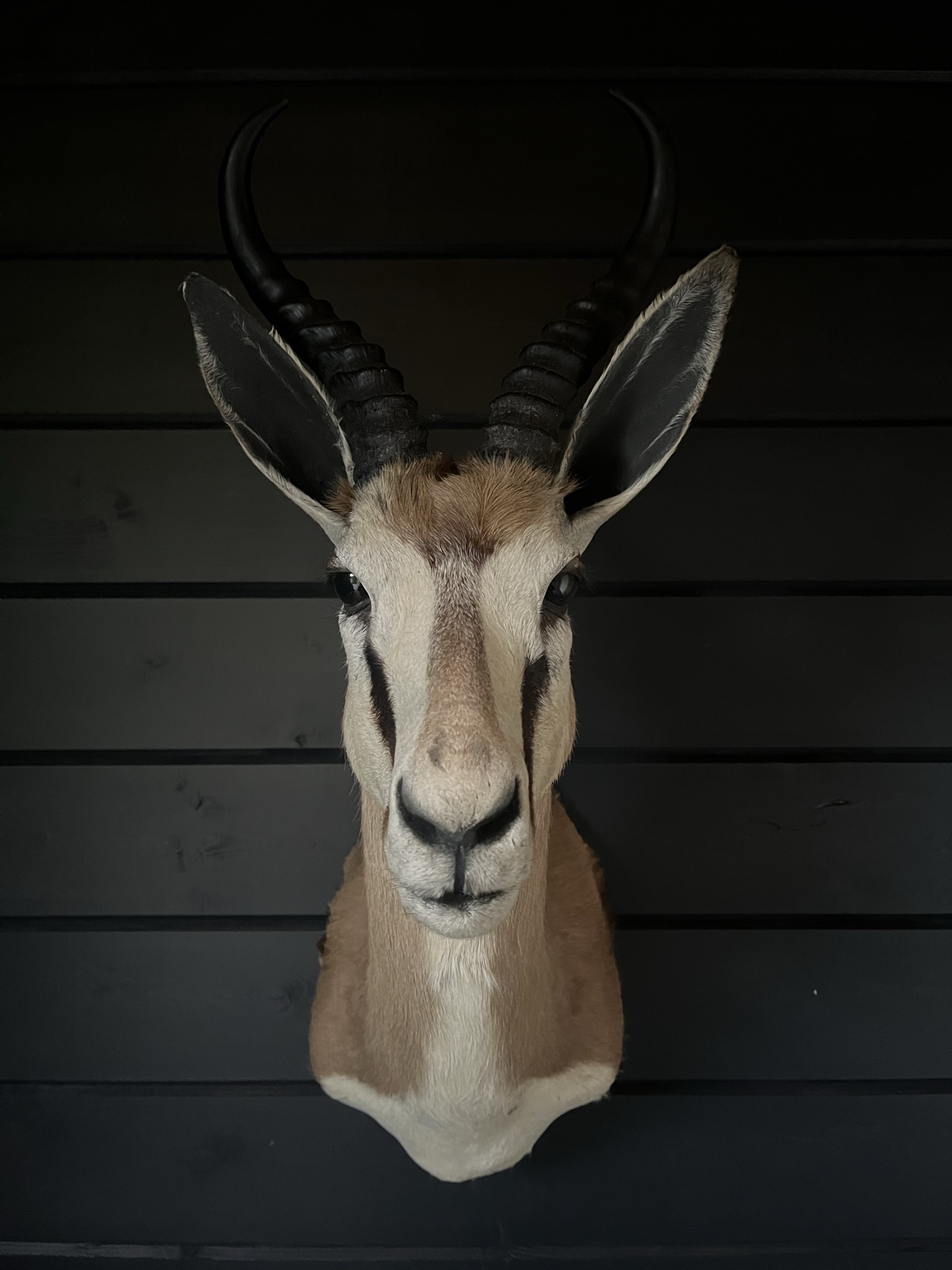 Opgezette springbok - WILD trends