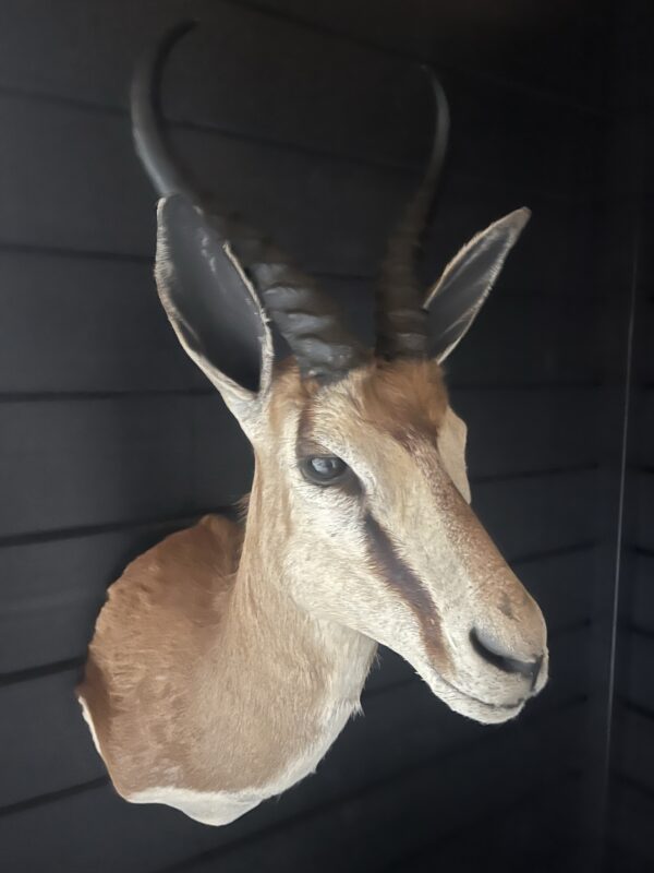 Opgezette springbok - WILD trends