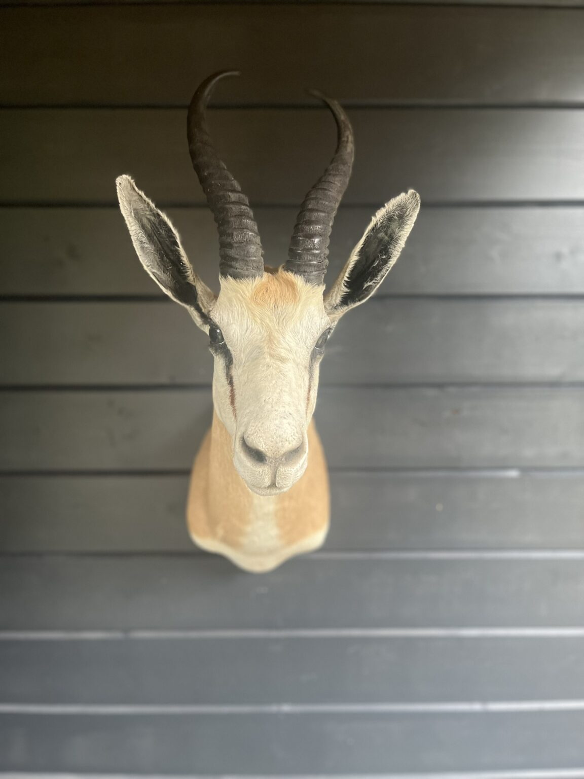 Opgezette springbok - WILD trends