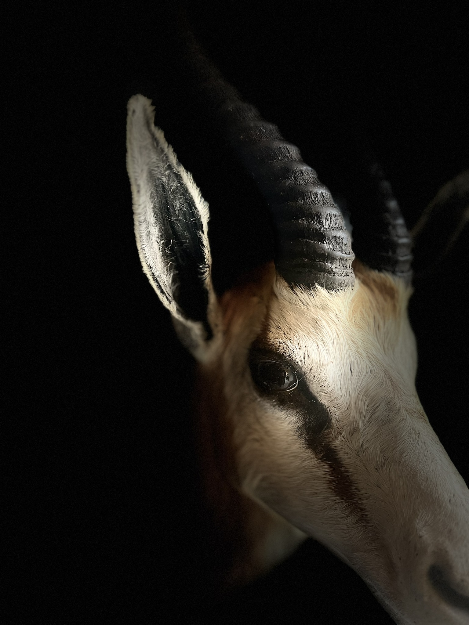 Opgezette springbok - WILD trends