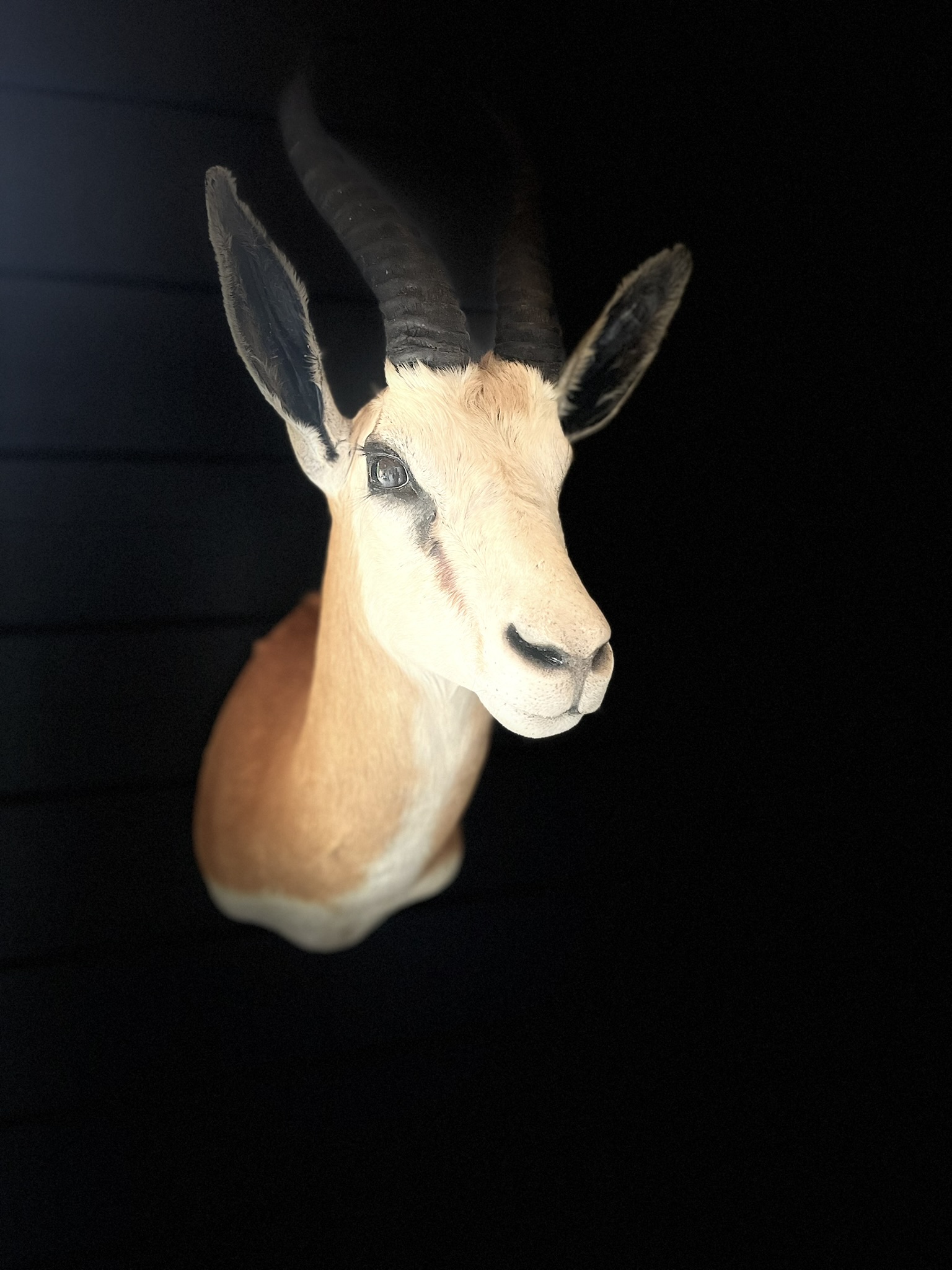 Opgezette springbok - WILD trends