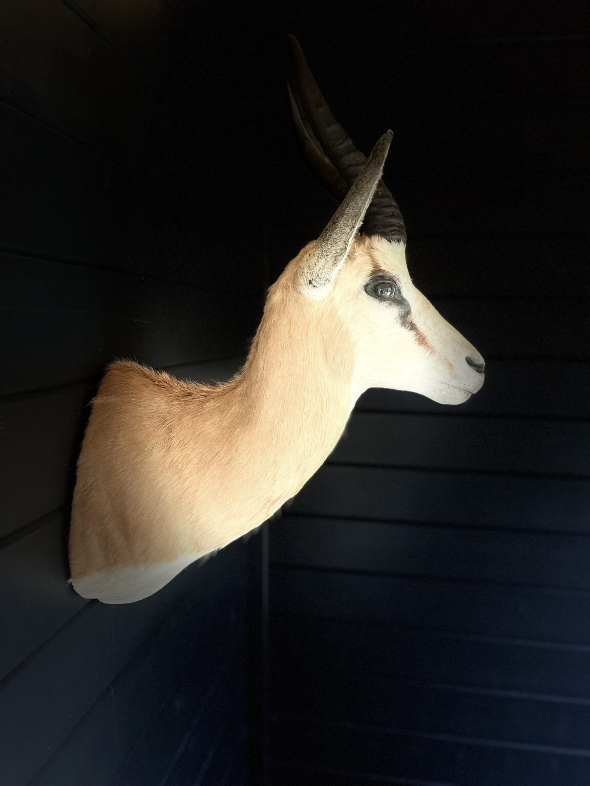 Opgezette springbok - WILD trends