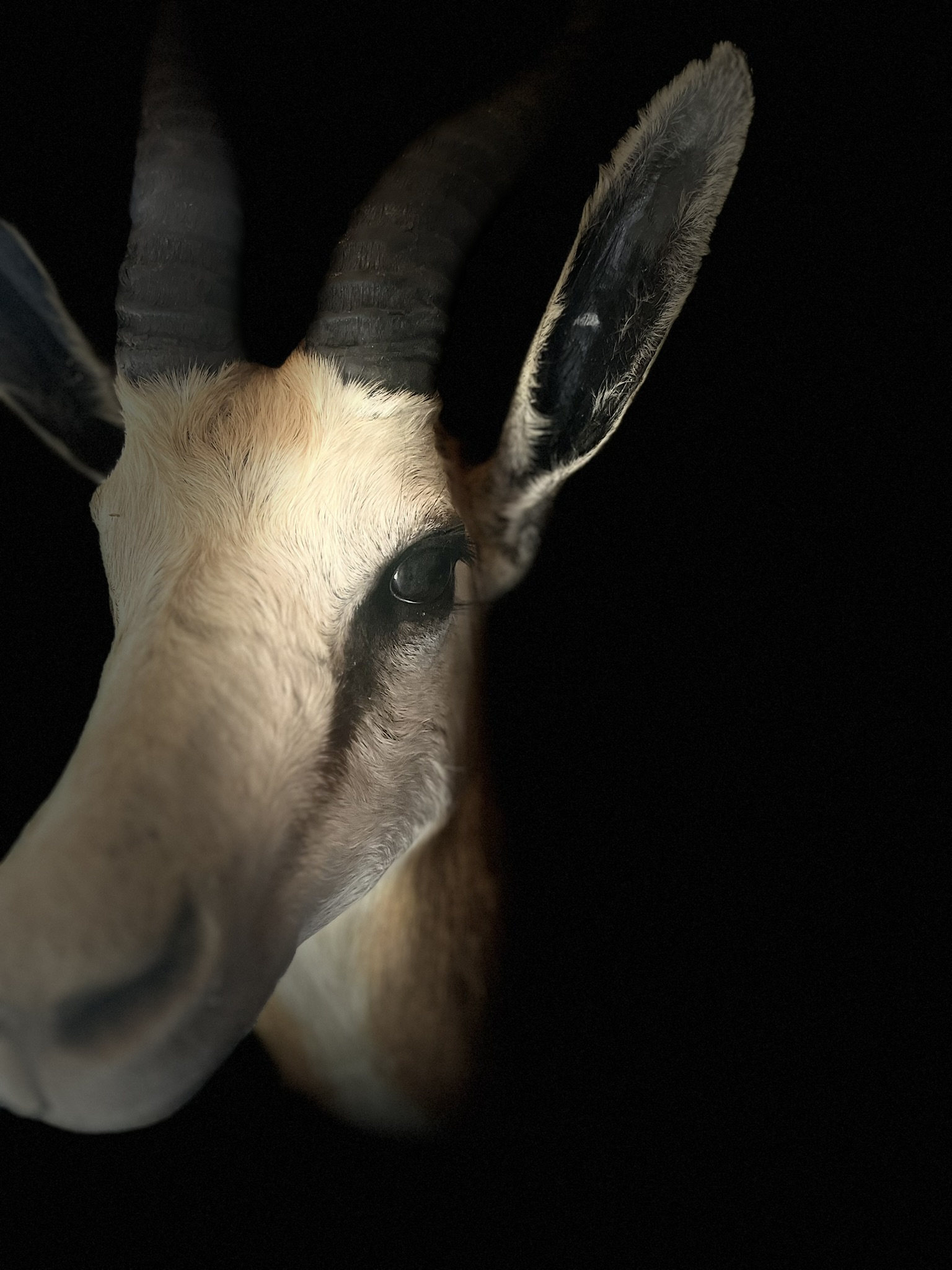 Opgezette springbok - WILD trends