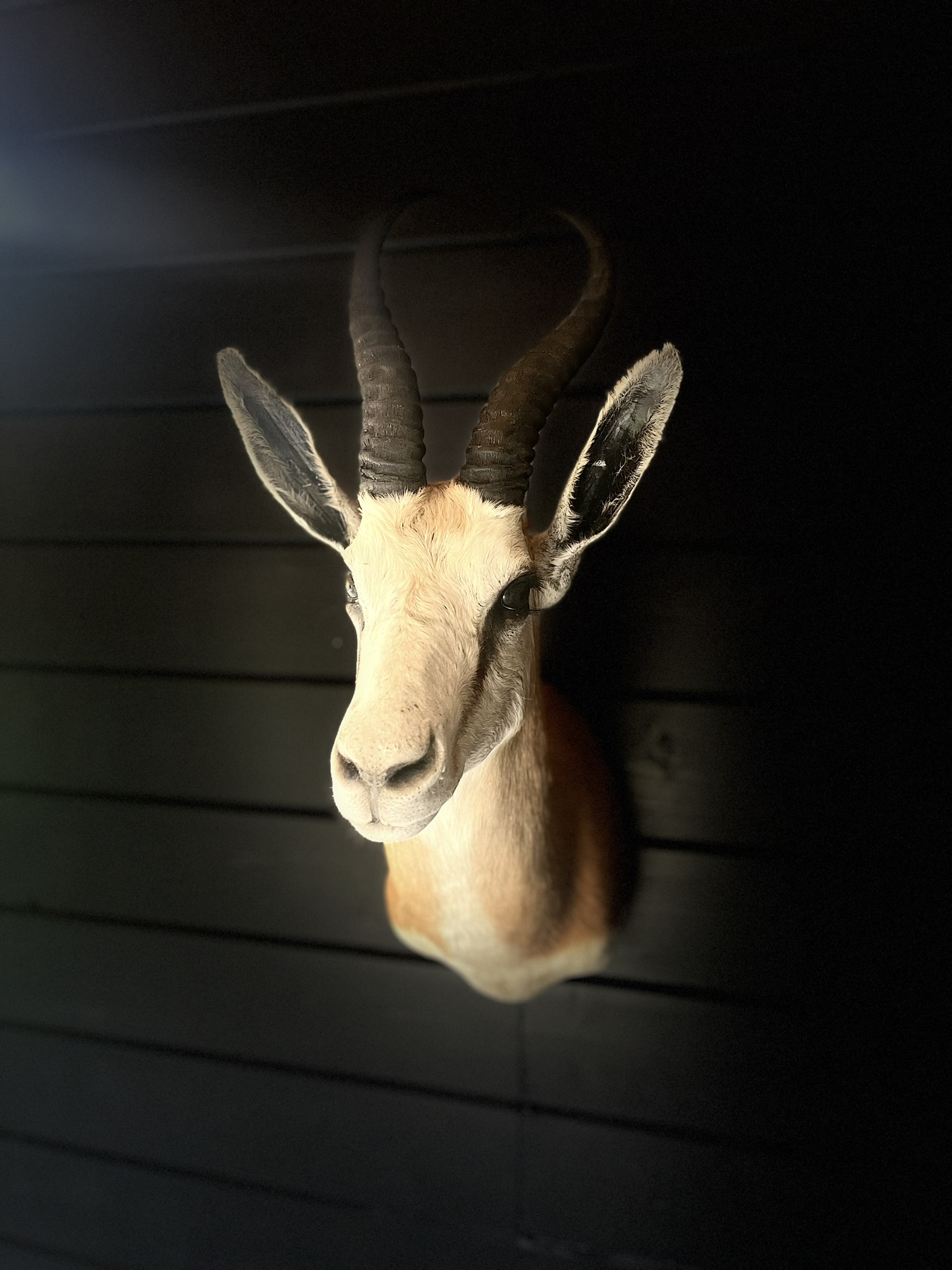 Opgezette springbok - WILD trends