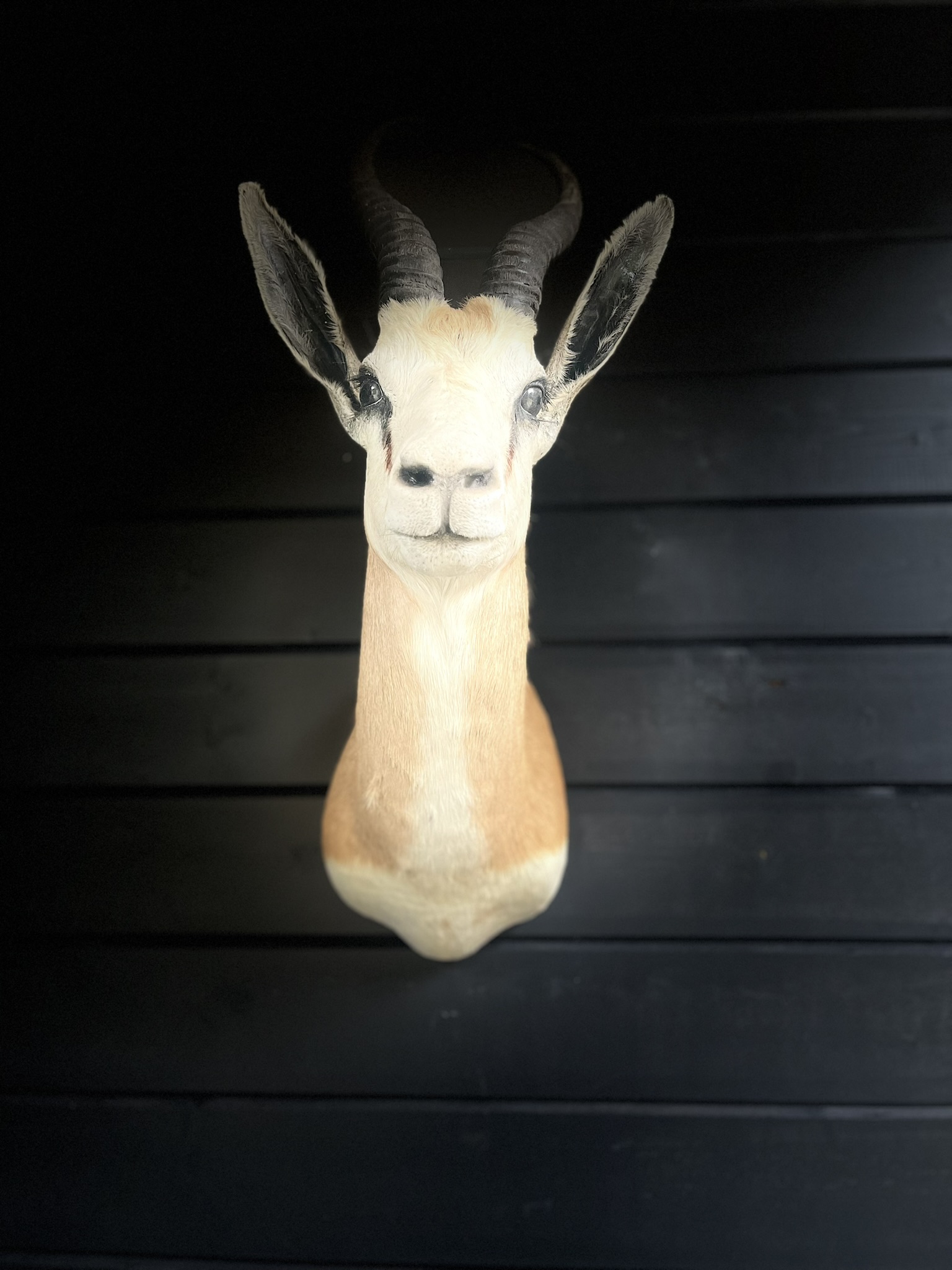 Opgezette springbok - WILD trends