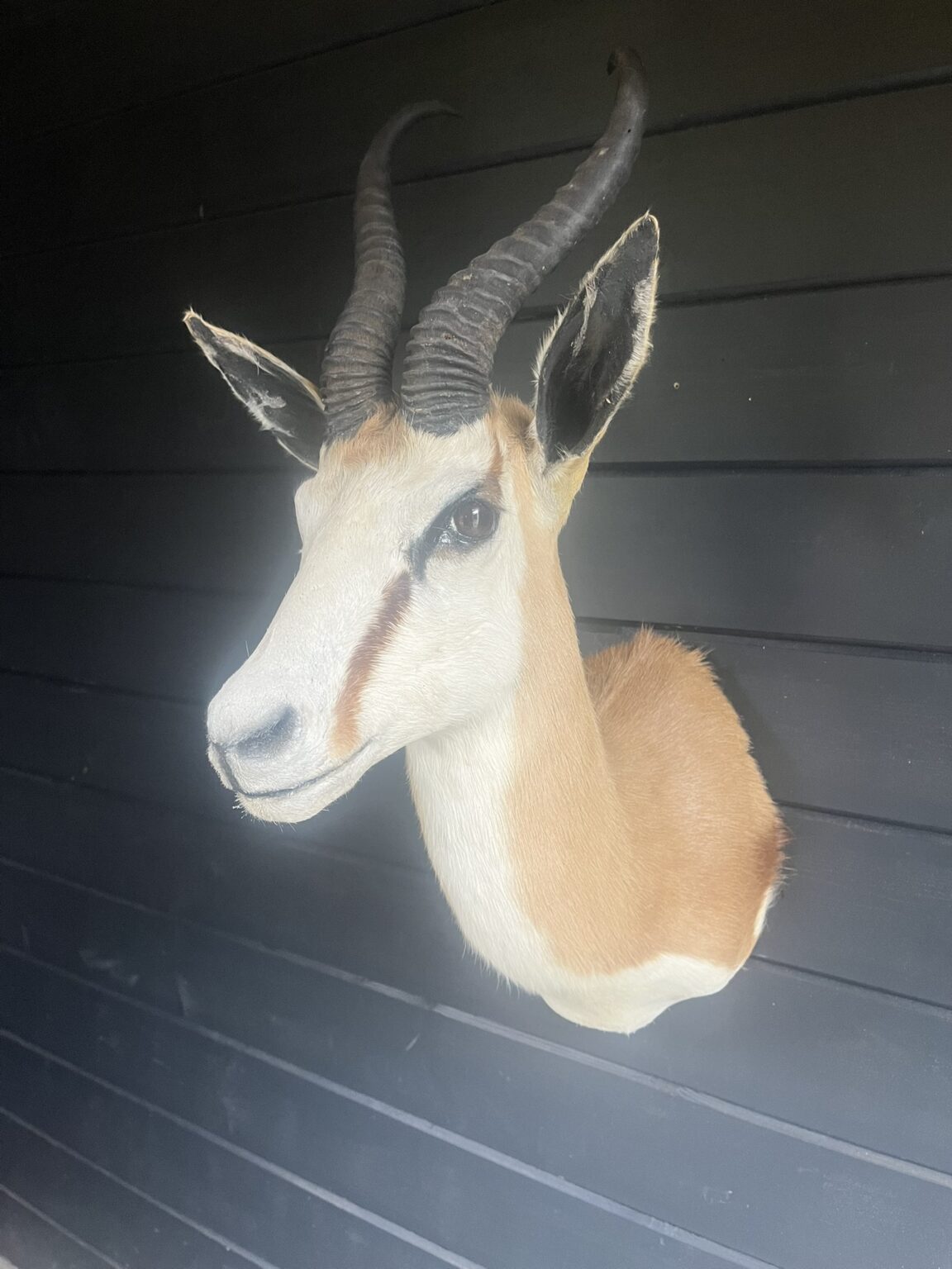 Opgezette springbok - WILD trends