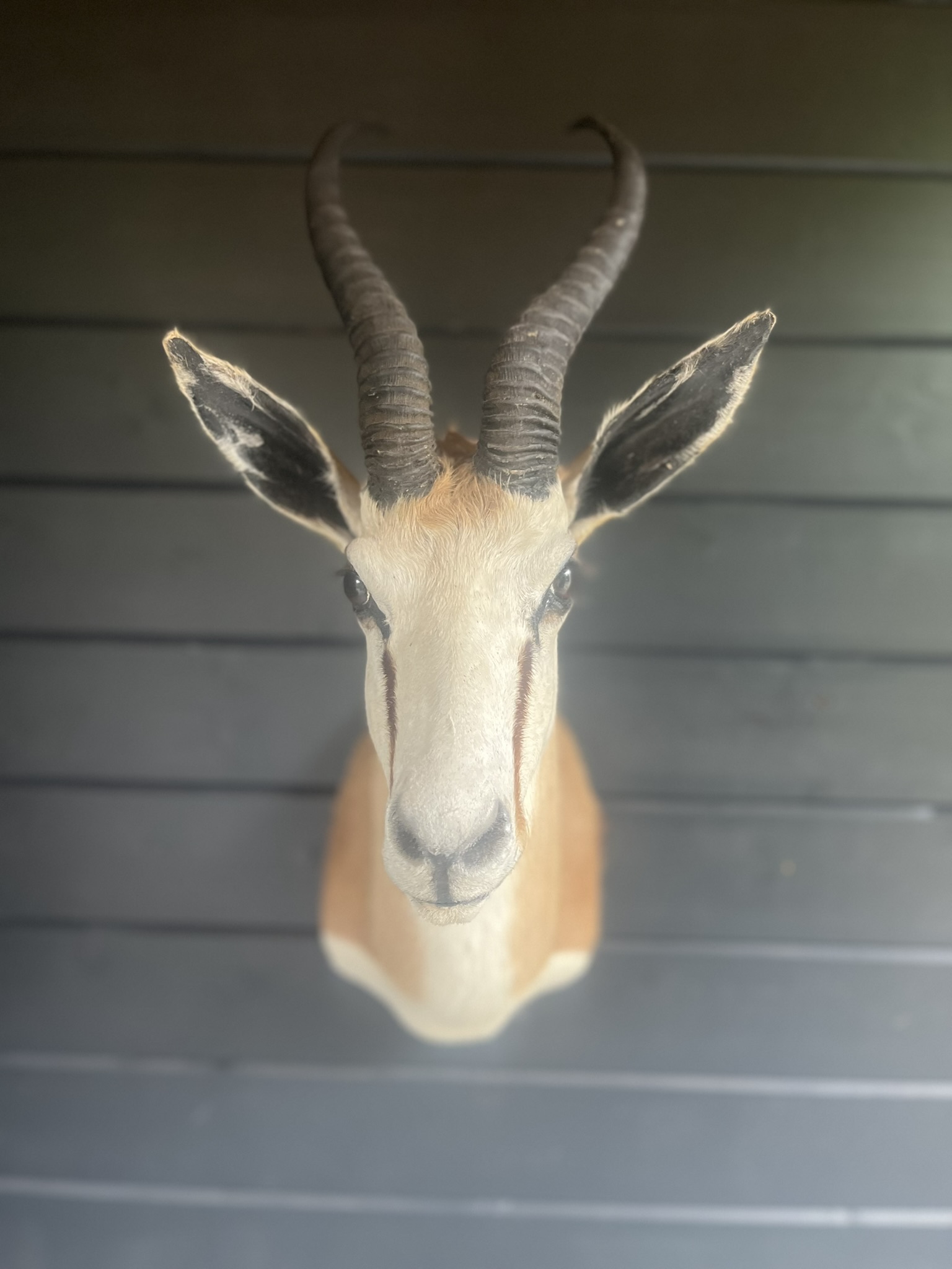 Opgezette springbok - WILD trends