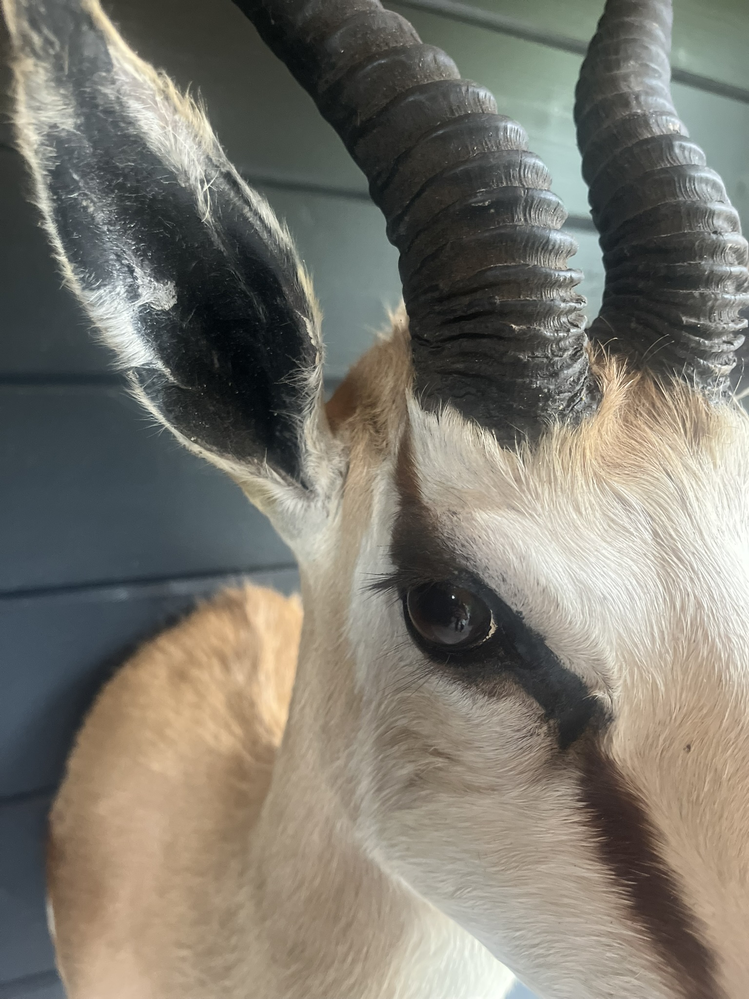 Opgezette springbok - WILD trends