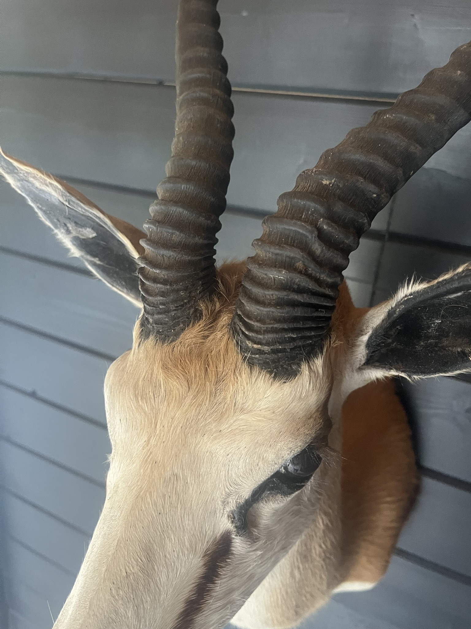 Opgezette springbok - WILD trends