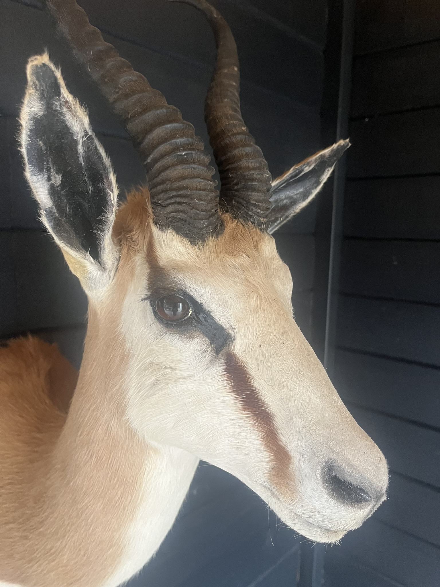 Opgezette springbok - WILD trends