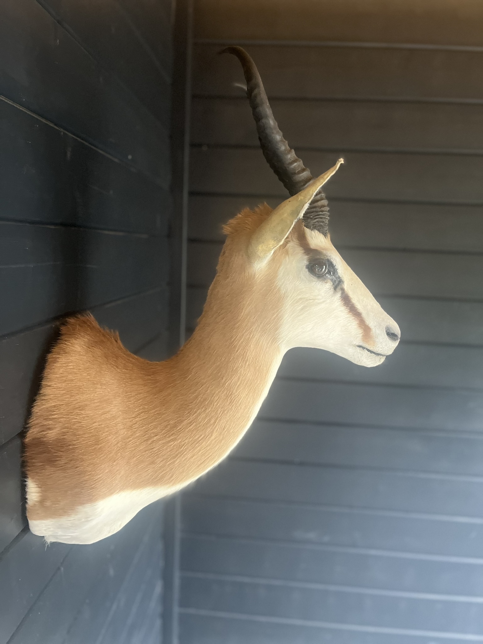 Opgezette springbok - WILD trends