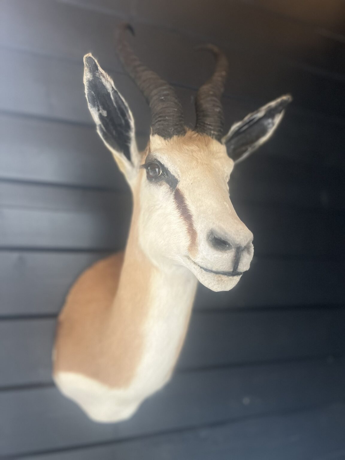 Opgezette springbok - WILD trends