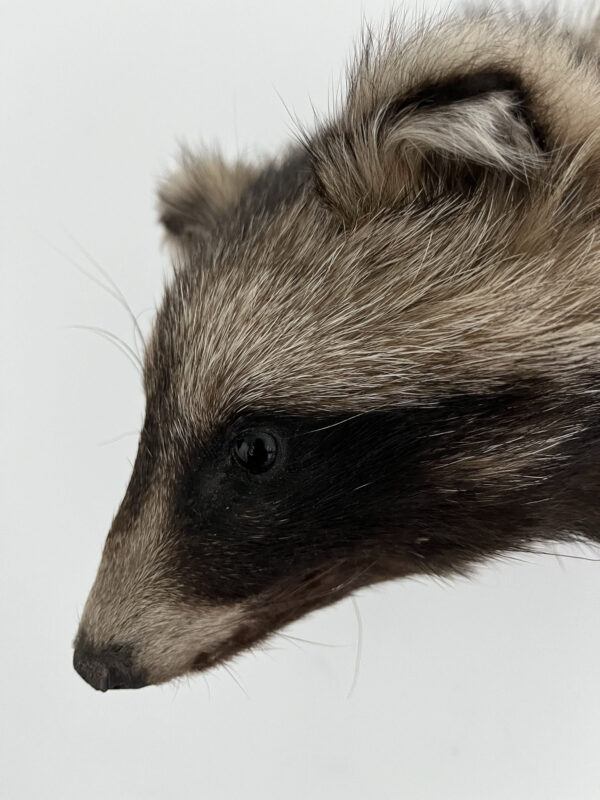 Prachtig opgezet Wasbeer kopje | Taxidermy - WILD trends