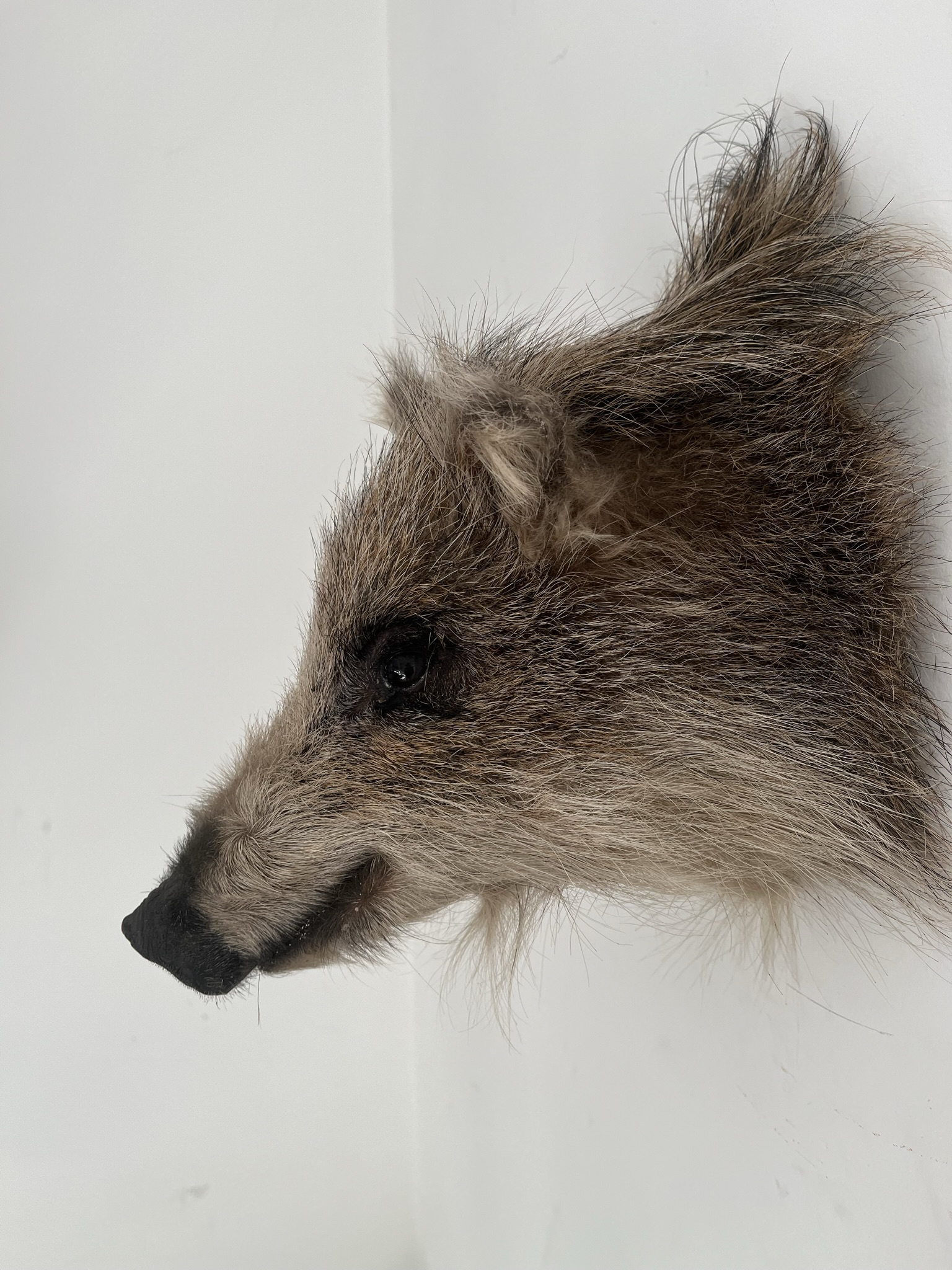 VERKOCHT Opgezette kop van een wild zwijn - klein - WILD trends