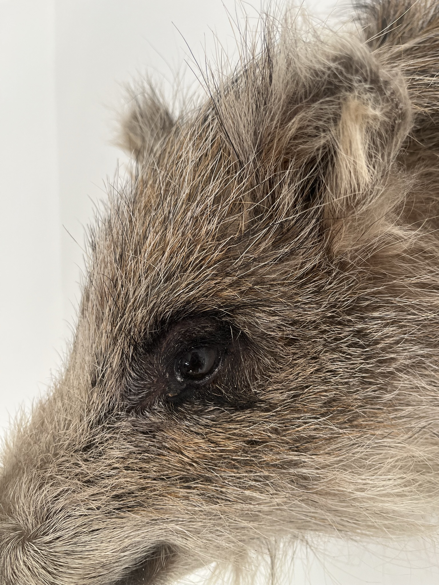 VERKOCHT Opgezette kop van een wild zwijn - klein - WILD trends