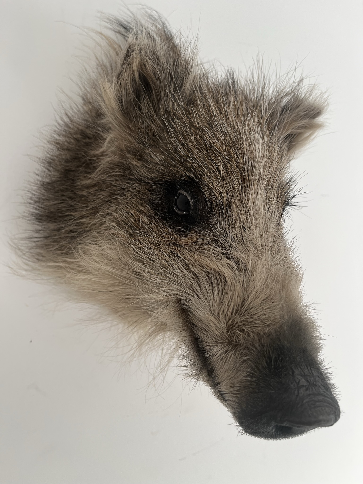 VERKOCHT Opgezette kop van een wild zwijn - klein - WILD trends