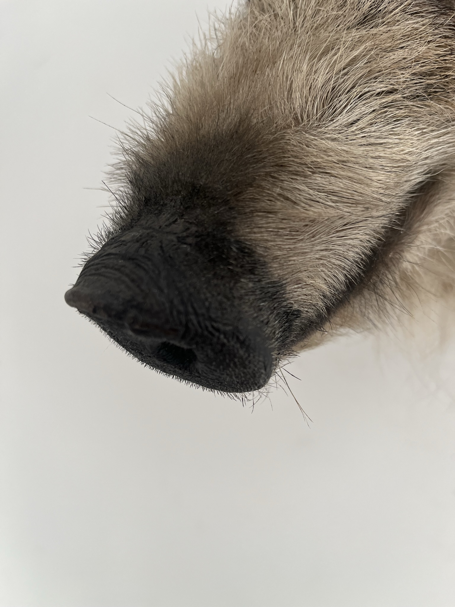 VERKOCHT Opgezette kop van een wild zwijn - klein - WILD trends