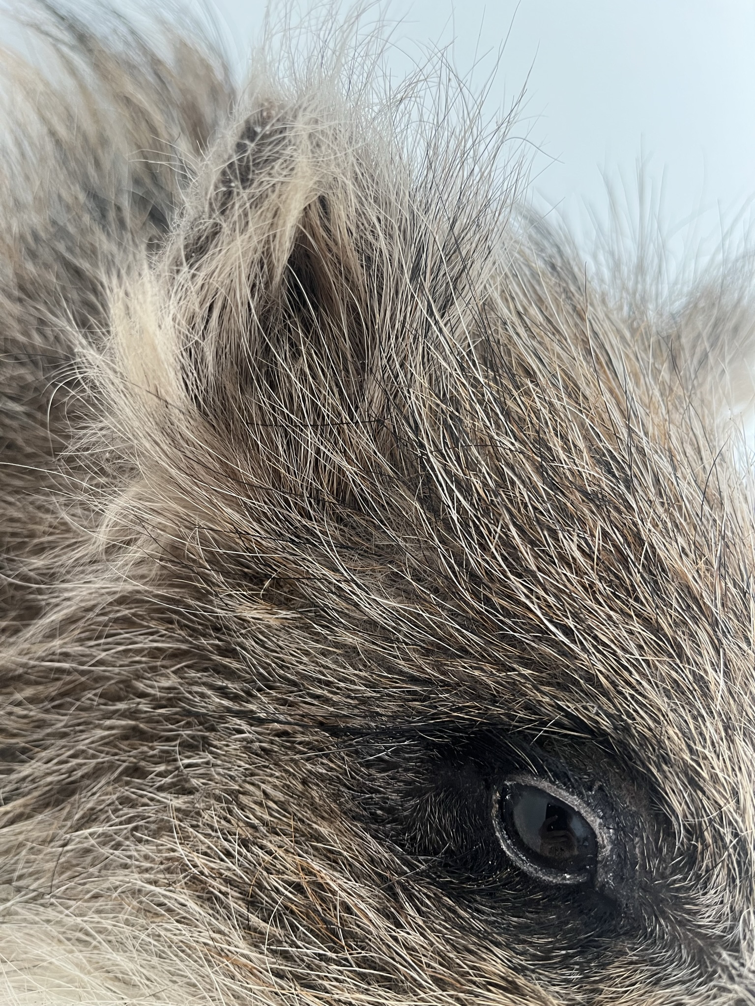 VERKOCHT Opgezette kop van een wild zwijn - klein - WILD trends