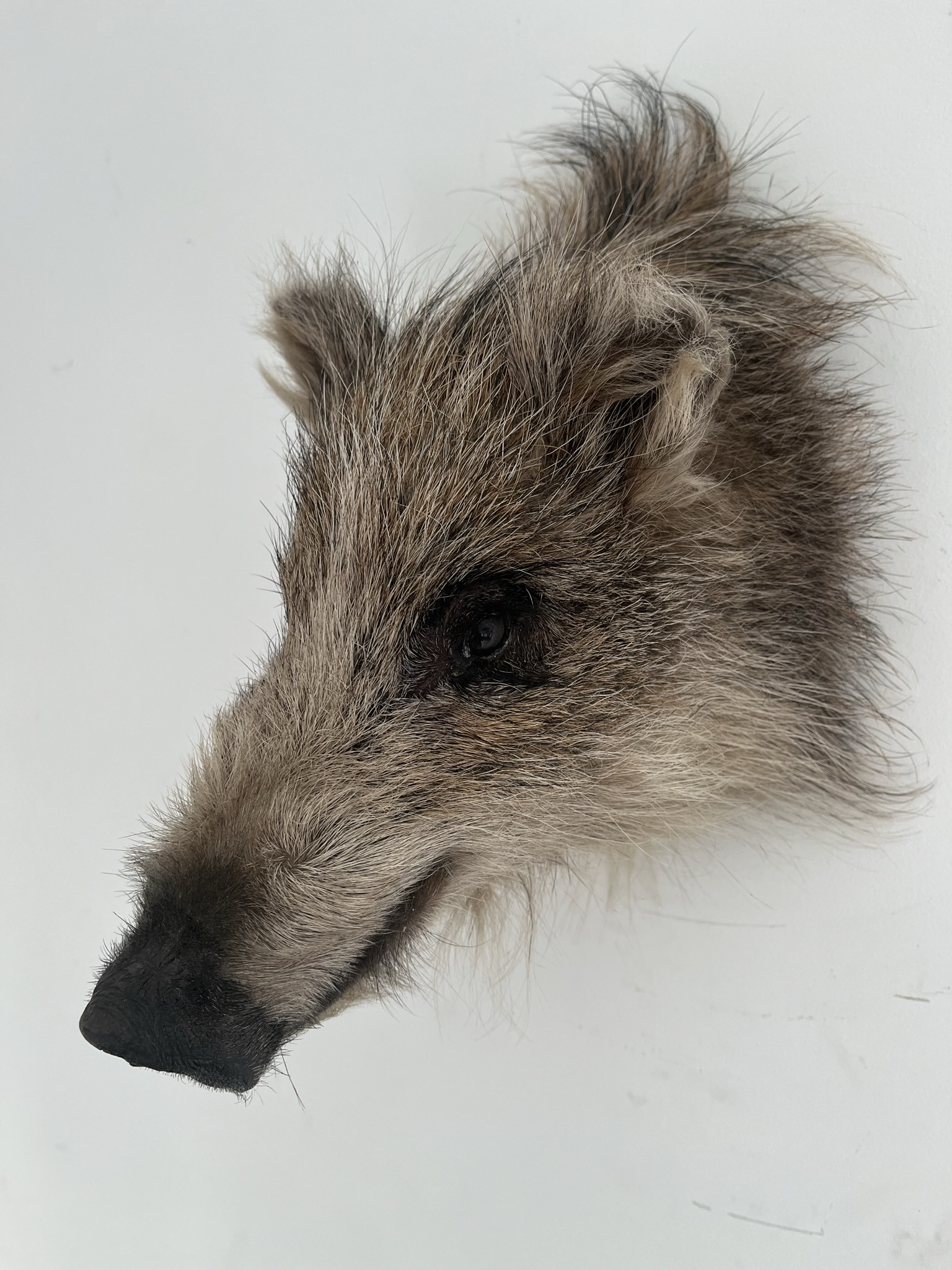VERKOCHT Opgezette kop van een wild zwijn - klein - WILD trends