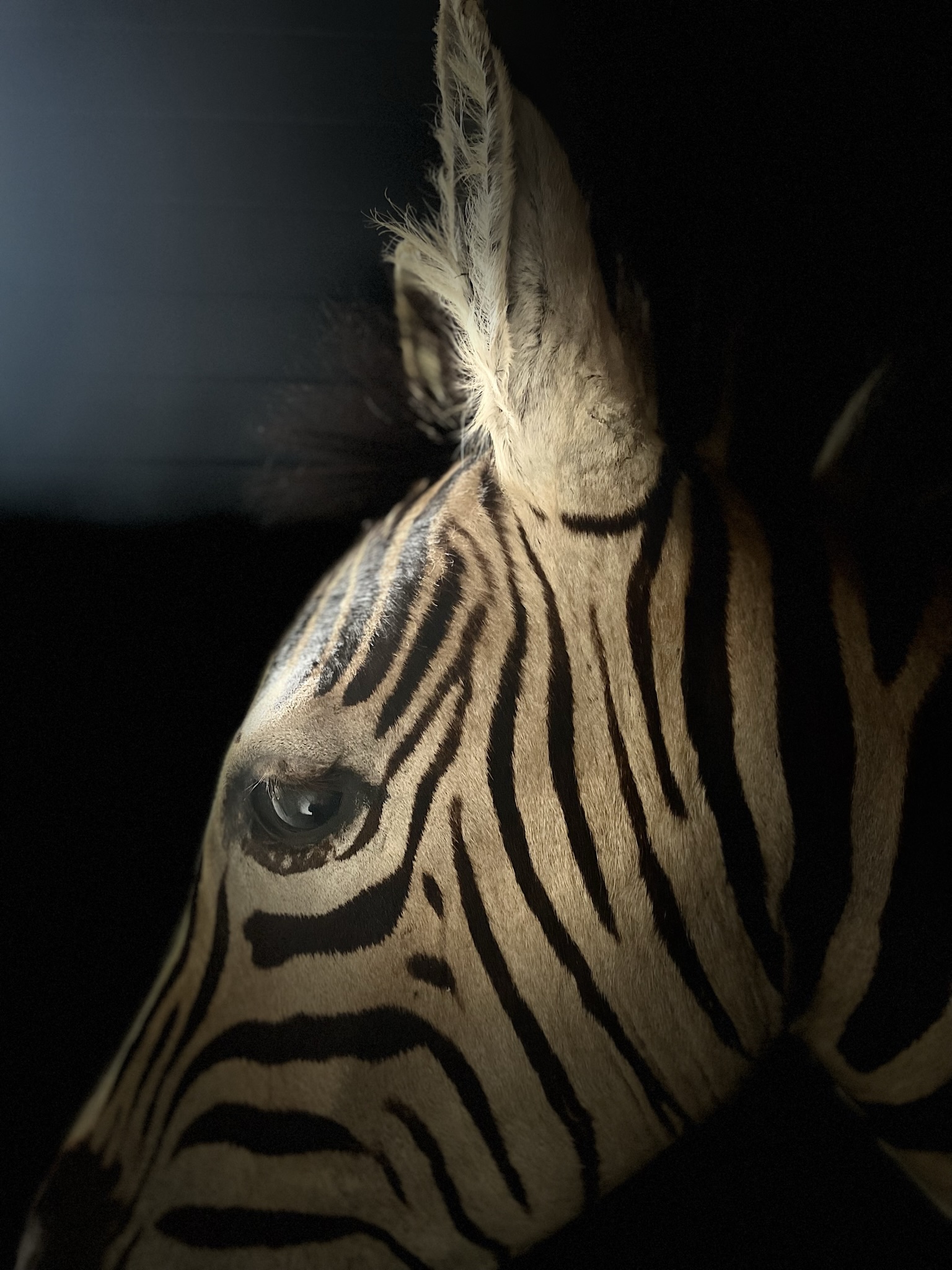 Opgezette zebra - WILD trends