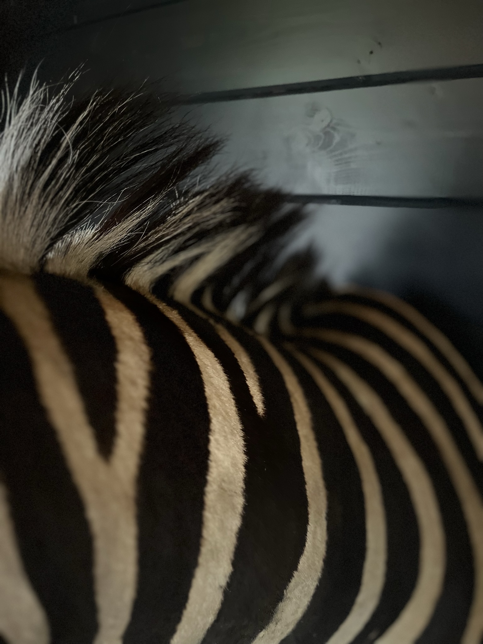 Opgezette zebra - WILD trends
