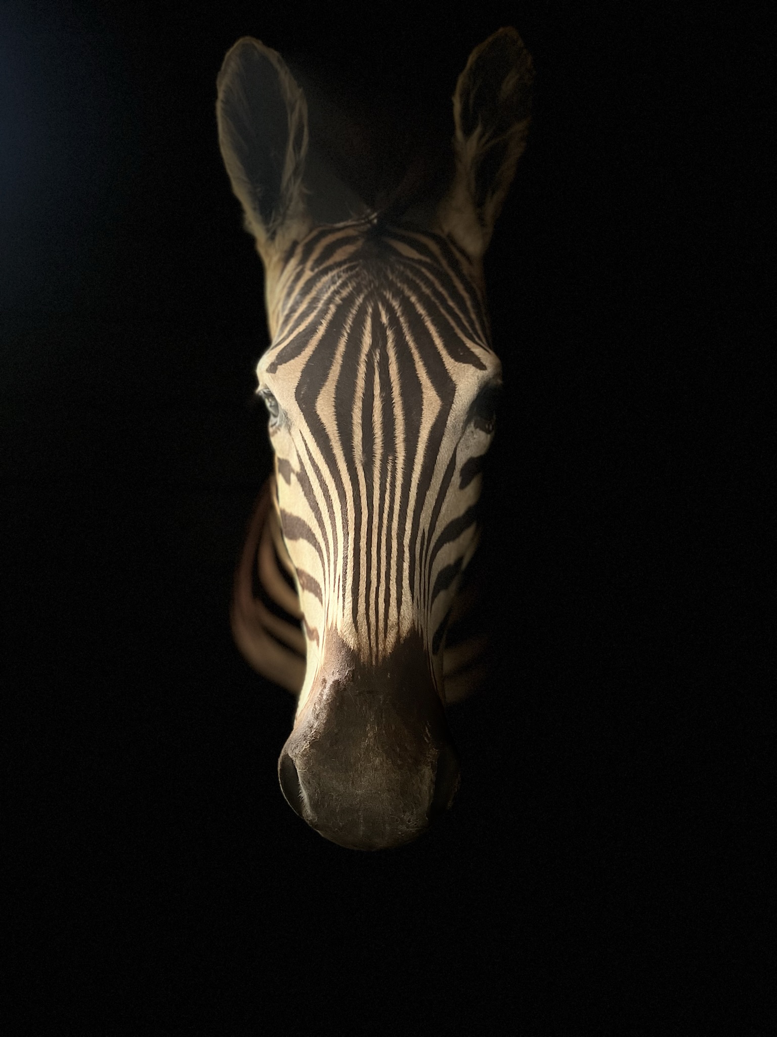 Opgezette zebra - WILD trends