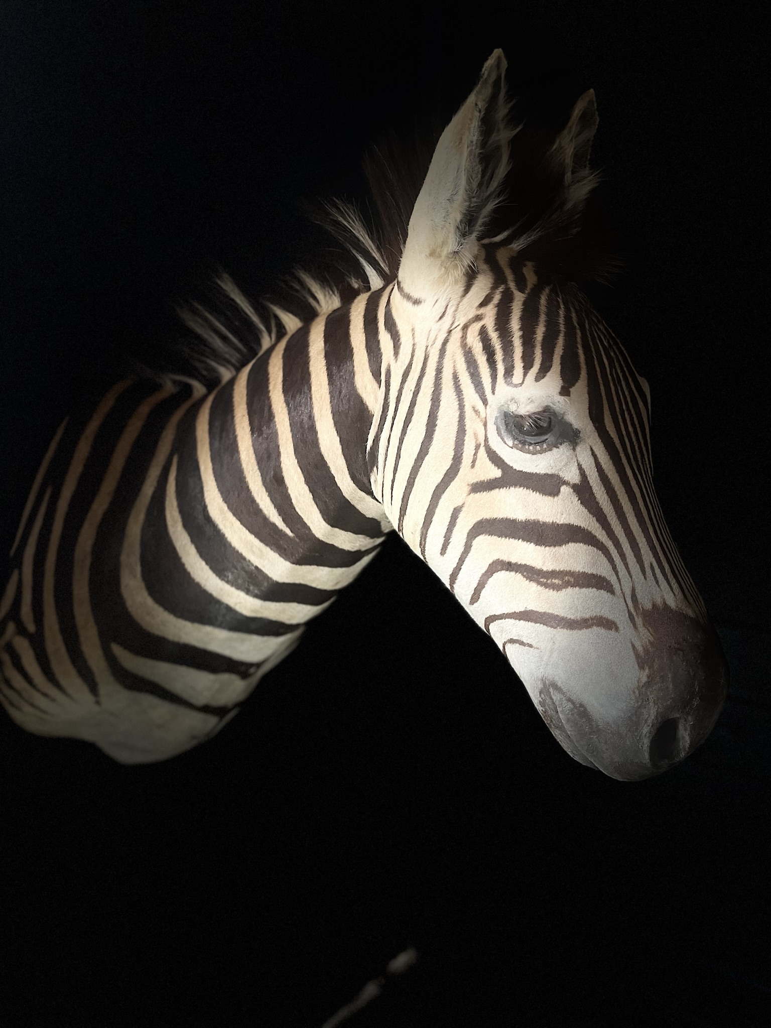 Opgezette zebra - WILD trends