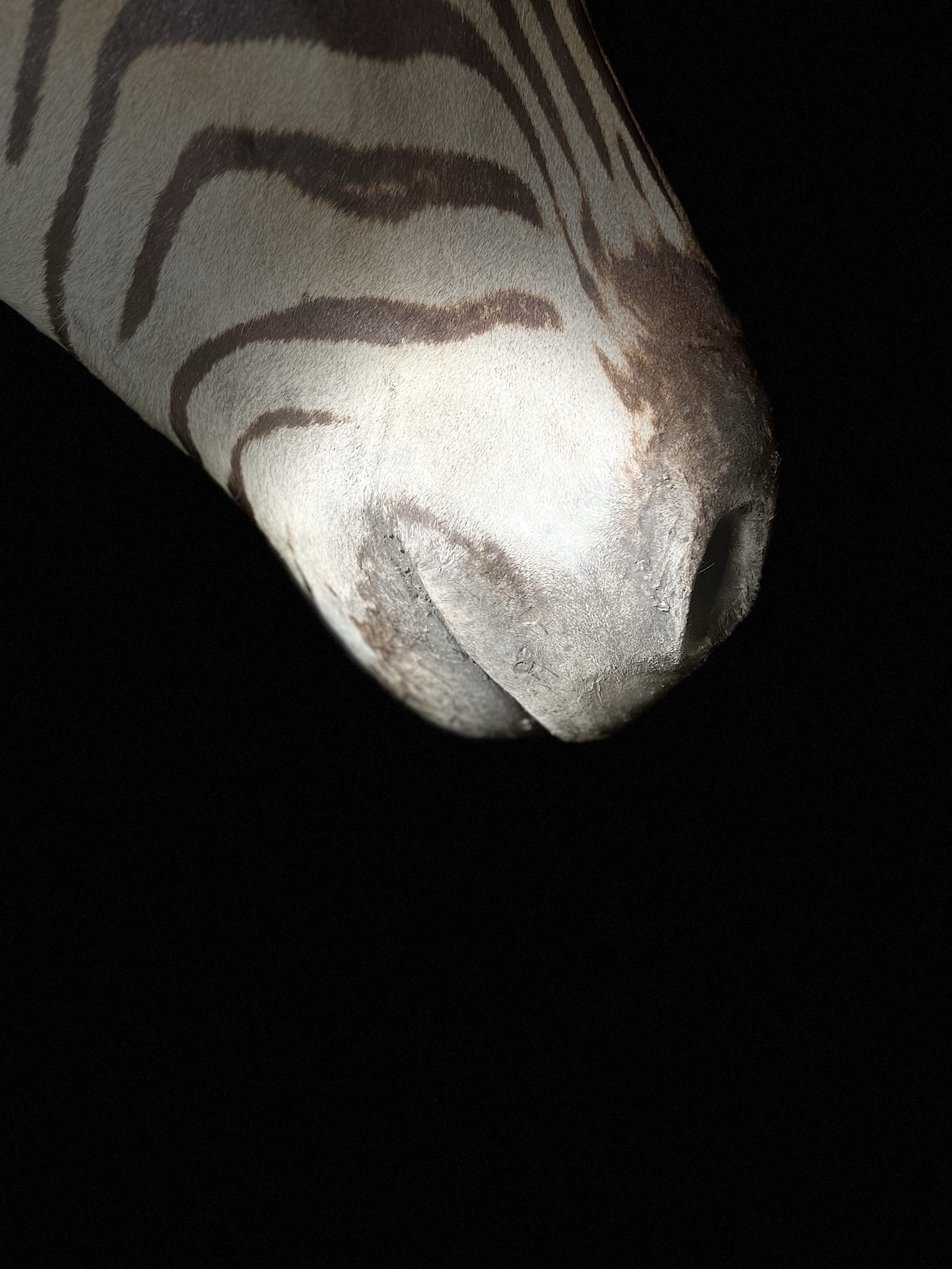 Opgezette zebra - WILD trends