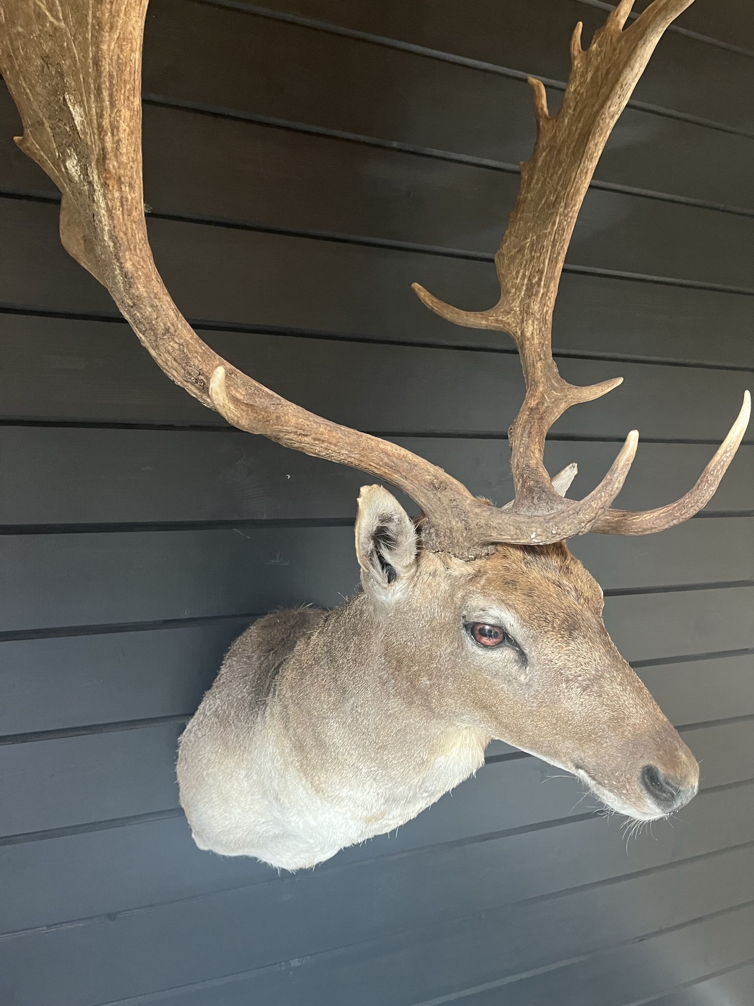 Opgezet Damhert met prachtig groot gewei - WILD trends