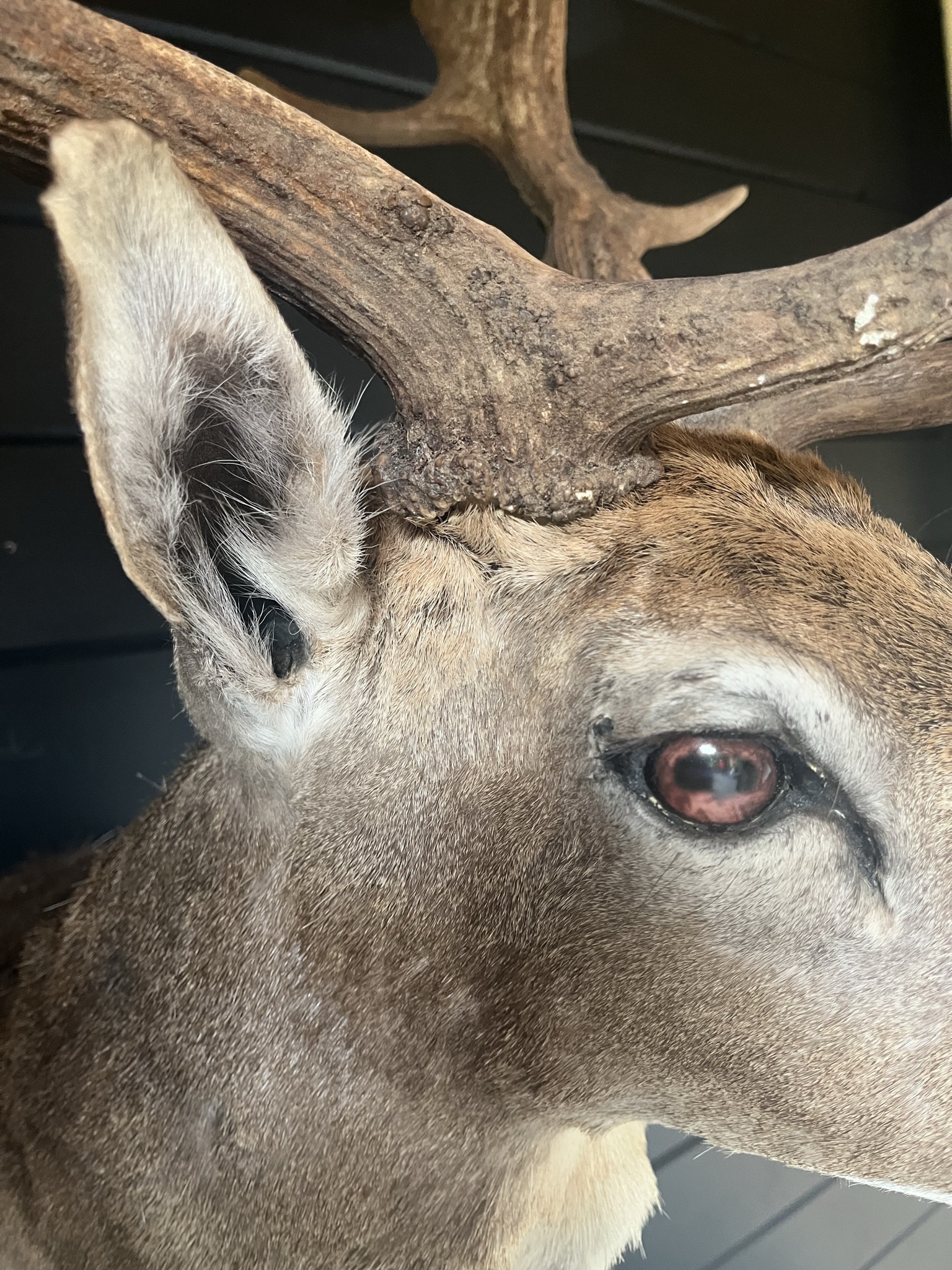 Opgezet Damhert met prachtig groot gewei - WILD trends