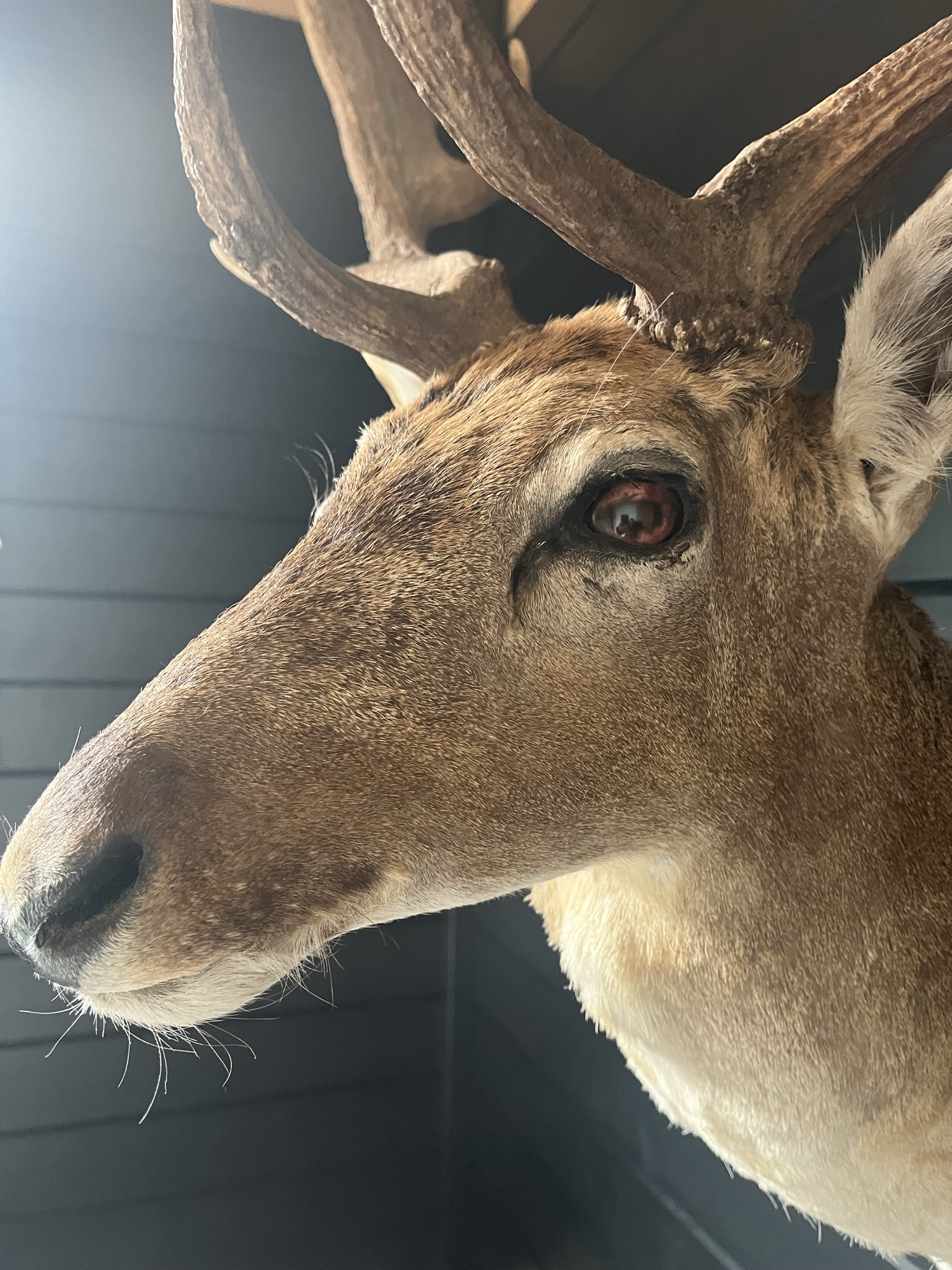 Opgezet Damhert met prachtig groot gewei - WILD trends