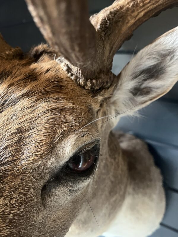 Opgezet Damhert met prachtig groot gewei - WILD trends